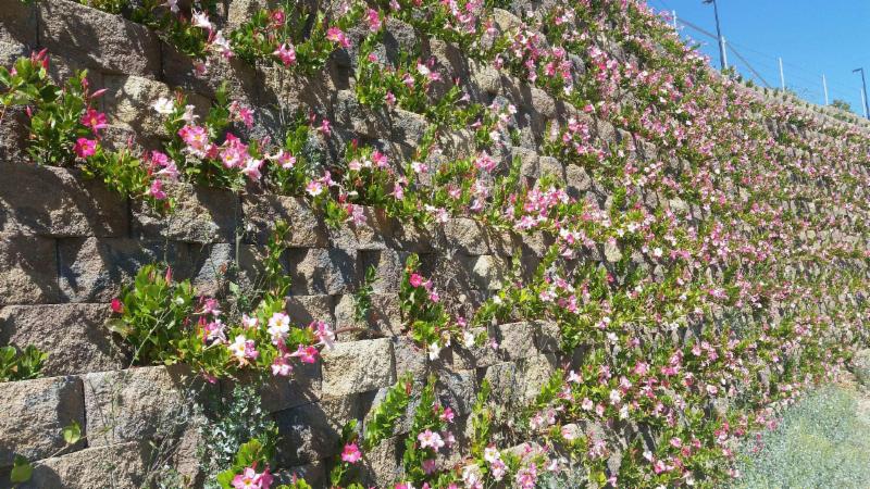 Vertical and Plantable Retaining Walls