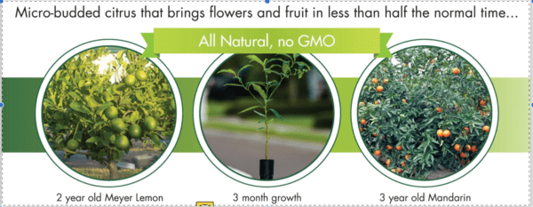 Time to plant and mulch perennials, shrubs & trees | 25% Off Select ...