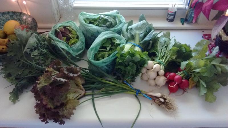 Medway Community Farm | Food. Community. Education