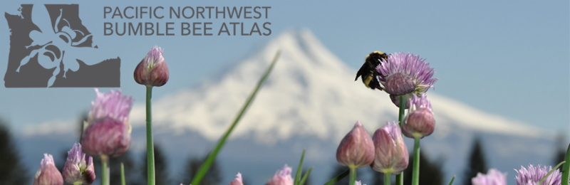PNW Bumble Bee Atlas Volunteer Training - Spokane, Washington