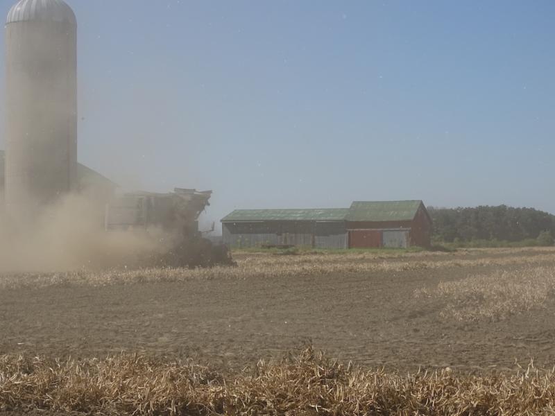 Otebo bean harvest, outside Exeter, ON. (Sep 18, 2015)