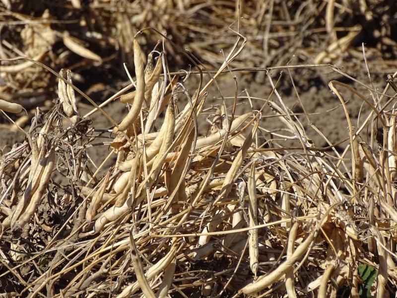 Otebo beans ready for harvest, outside Exeter, ON. (Sep 18, 2015)