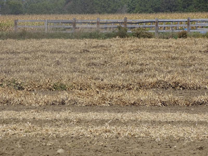 Otebo beans pulled and ready for harvest, outside Exeter, ON ...