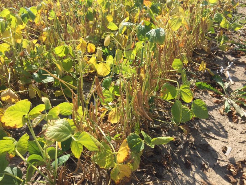 Azuki beans, Amulree, ON. (Sep 16, 2015)