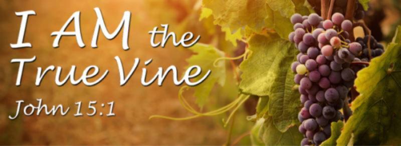 Jesus is the True Vine: Am I a True Branch?
