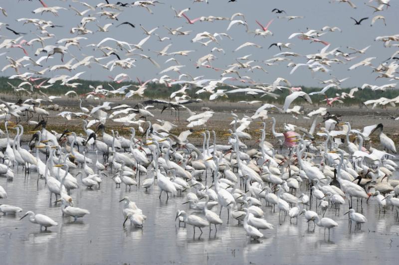 SFWMD Reports Above Average 2017 Wading Bird Breeding Season