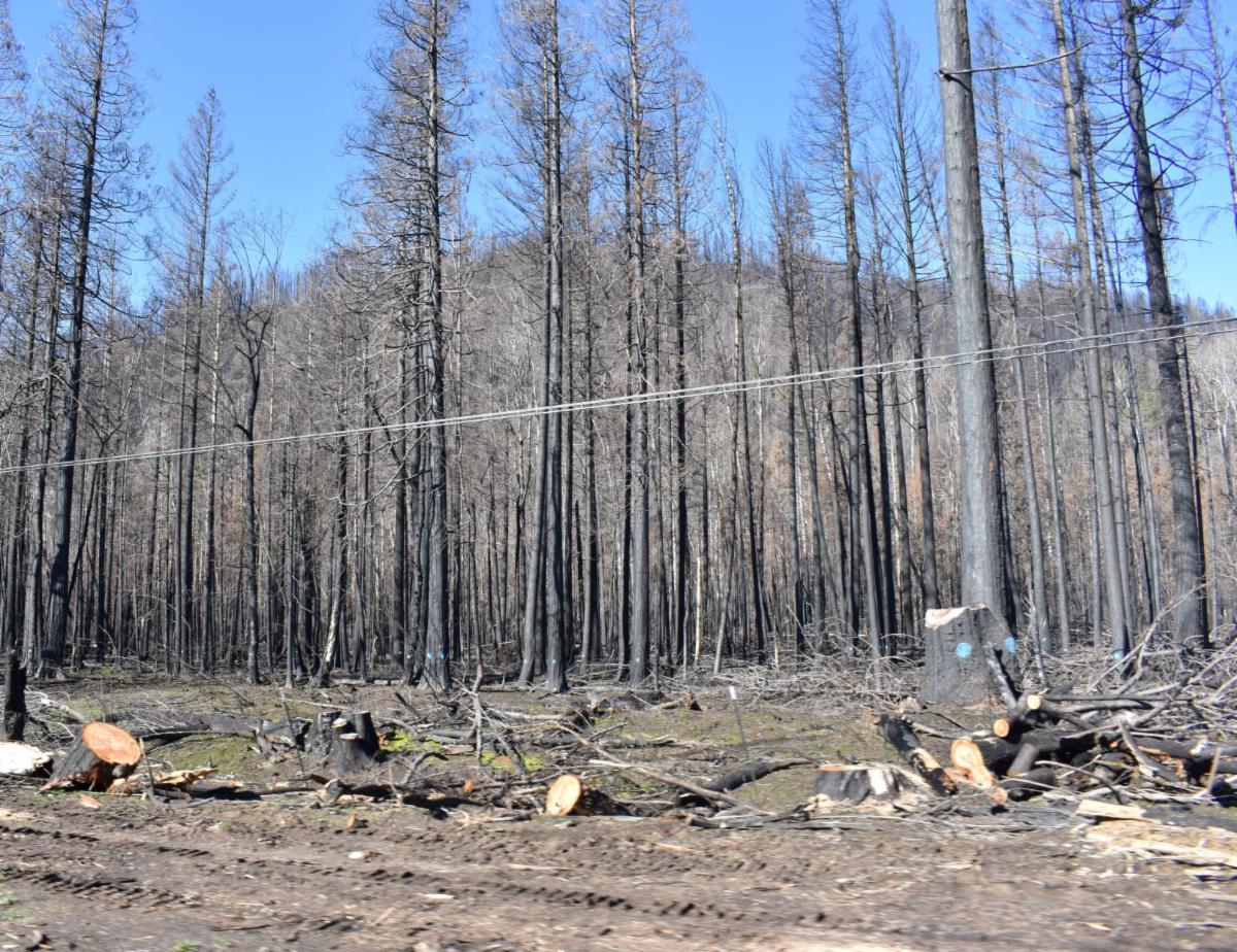 Highlights of the 83rd Oregon Logging Conference Virtual Celebration