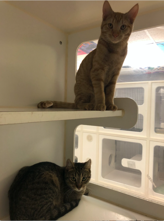 Meet some adorable bonded pairs!