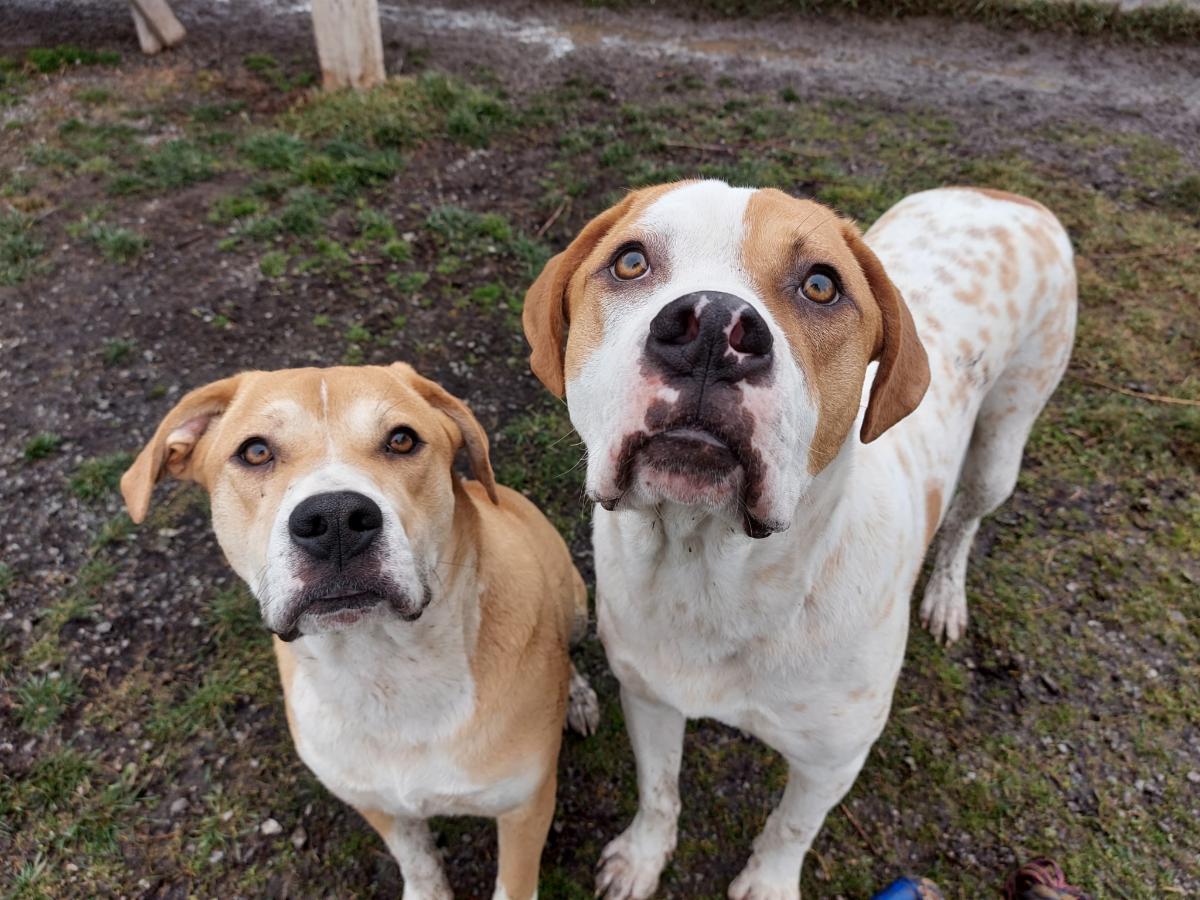Meet some adorable bonded pairs!