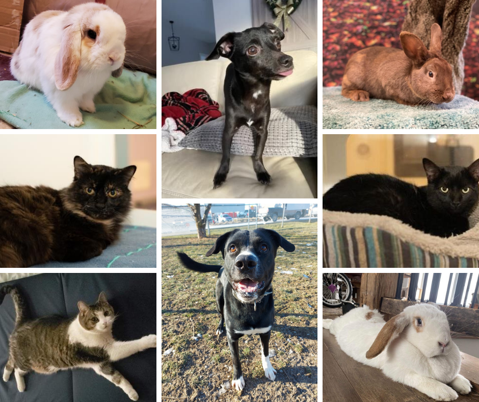 Meet some adorable bonded pairs!