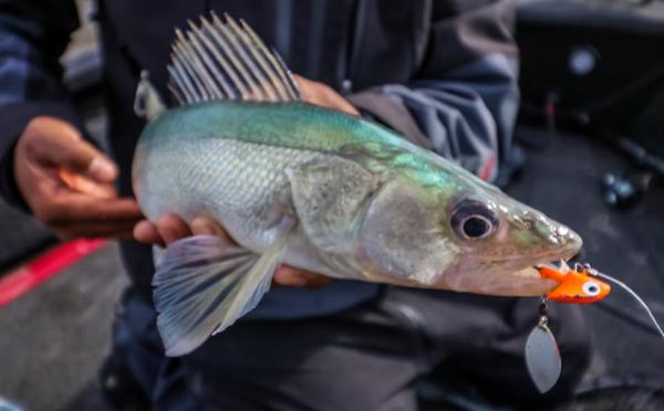 Special issue: Brett chases open-water greenbacks – Target Walleye