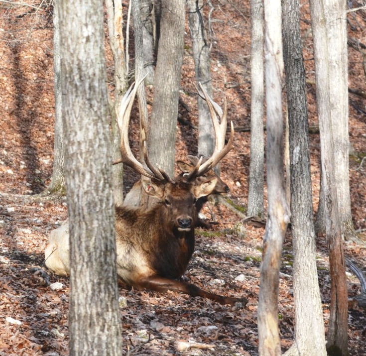 Extended Elk Special & News at High Adventure Ranch